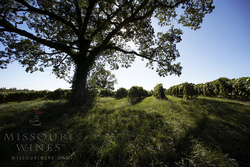 Photo Galleries | MO Wines